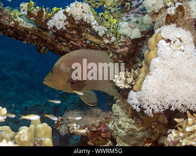 Redmouth grouper fish, Aethaloperca rogaa, with cleaner wrasse, "Red ...