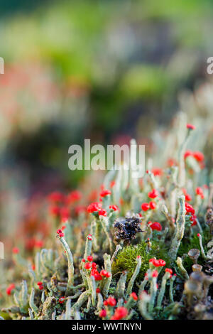 Small red peat moss growth (Sphagnum capillifolium Stock Photo - Alamy