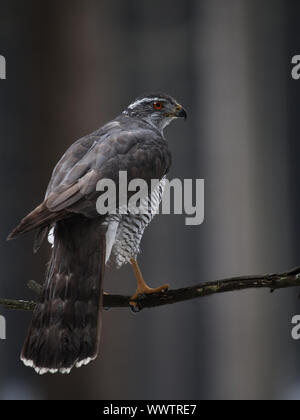 Northern goshawk, Habicht (Accipiter gentilis) mit Beute Stock Photo ...