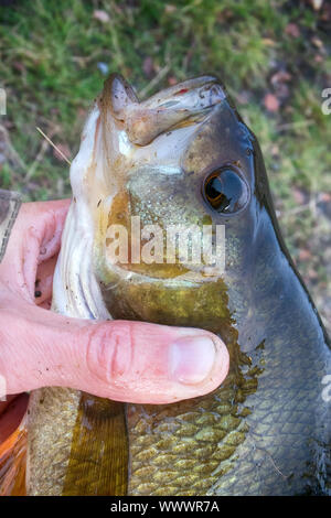 Happy boy with perch catch Stock Photo - Alamy