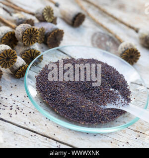 Mohn-Samen, Mohnsamen, Samen, Saat, Mohnkapsel, Mohnkapseln ...