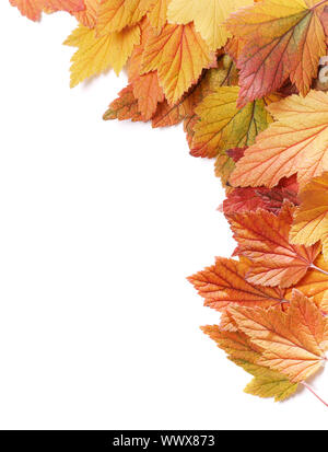 Colorful autumn leaves from a currant bush Stock Photo - Alamy