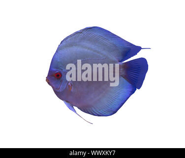 White Diamond Discus cichlid Fish Stock Photo - Alamy