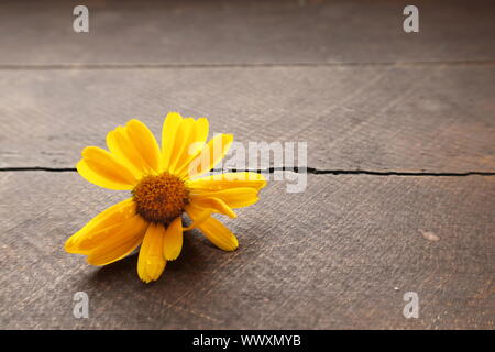 single calendula flower on rustic wooden board Stock Photo - Alamy