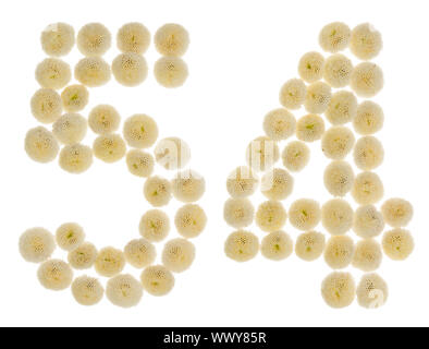 Arabic numeral 54, fifty four, from flowers of chrysanthemum, isolated ...