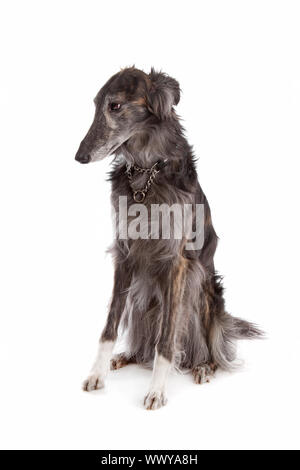 Silken windhound in front of a white background Stock Photo - Alamy