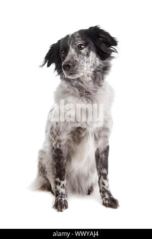 Stabyhoun in front of a white background Stock Photo - Alamy