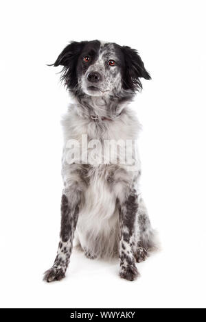 Stabyhoun in front of a white background Stock Photo - Alamy