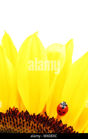 ladybug on sunflower isolated white background Stock Photo - Alamy