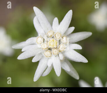 edelweiss alpine star flower in dolomites detail Stock Photo - Alamy