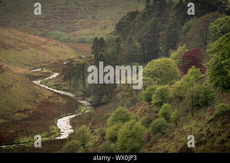 Cornham Brake near Simonsbath, Exmoor National Park, Somerset, England ...