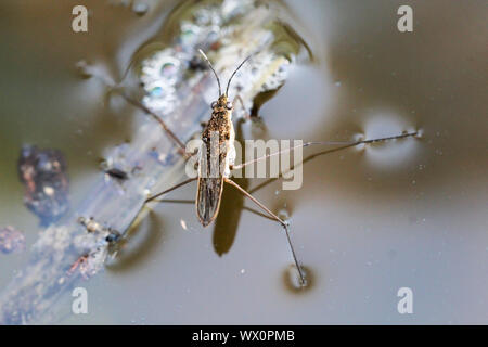 Water Striders or Pond Skaters or Gerridae or jesus bugs walking and ...
