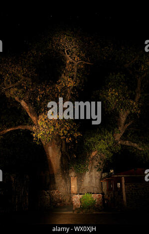 Ombalantu Baobab Tree, Outapi, Namibia, (Adansonia digitata Stock Photo ...