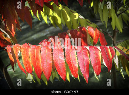 Ornamental deciduous plant, called sumac Stock Photo - Alamy
