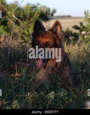 Portrait of red German Shepherd on black background, studio photo ...