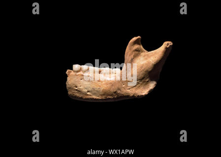 Prehistoric human fossil, Homo antecessor mandible on black isolated ...