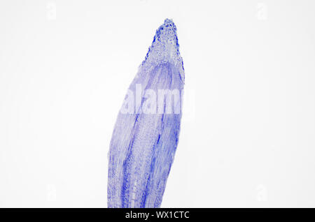 Microscopic photography. Root tip of plant, longitudinal section Stock ...
