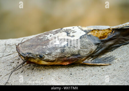 Beautiful photo of dead fish catfish, Ayutthaya taken in thailand Stock ...