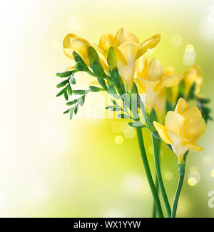 freesia and daffodil flowers border Stock Photo - Alamy