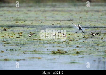 Beautiful Pheasant-tailed jacana bird in flight, flying over the ...