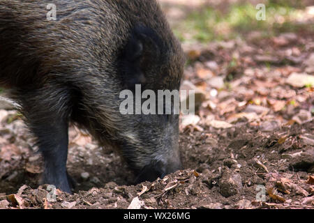 Wild boar digs snout acorns in woods Stock Photo - Alamy
