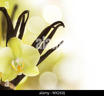 Beautiful Vanilla Border Stock Photo - Alamy