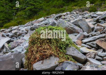 American pika (Ochotona princeps) at a haystack Kananaskis Country ...