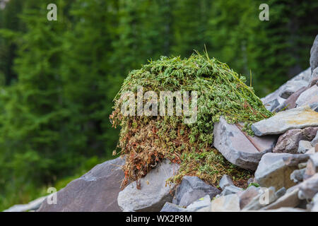 American pika (Ochotona princeps) at a haystack Kananaskis Country ...
