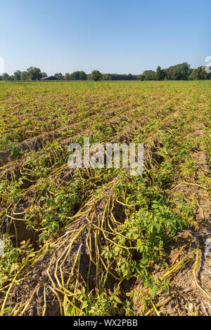 Withered plants on an agricultural field due to drought and water ...