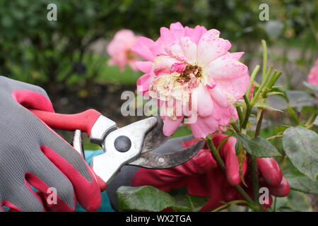 Rosa 'Eye catcher'. Deadheading roses with secateurs to prolong ...