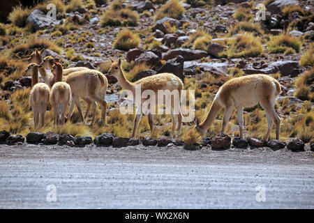 Guanacos searching for food in the Atacama Desert in Chile Stock Photo ...