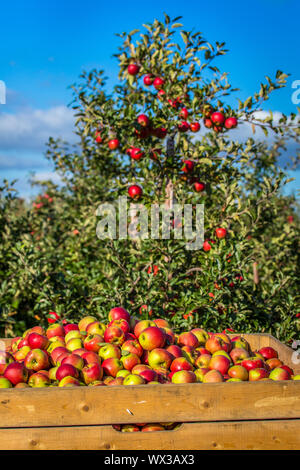apple orchard, Altes Land (old country), Lower Saxony, Germany Stock ...