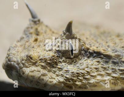 Portrait of Saharan horned viper (Cerastes cerastes) under the evening ...