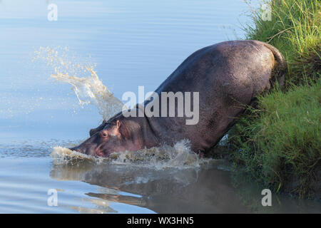 Hippopotamus, Hippopatamus amphibius, in water, Masai Mara National ...