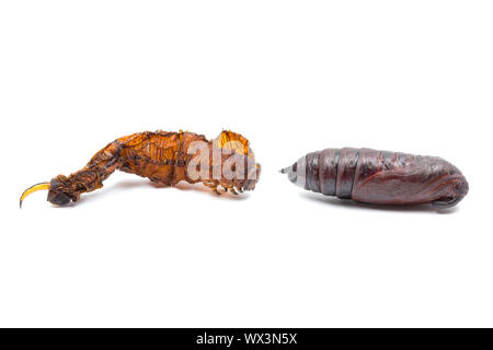 Privet hawkmoth, Privet Hawk-moth, Privet Hawk Moth, pupa, pupae ...