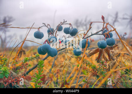 Large Mature blueberries in autumn in the tundra of Lapland covered ...