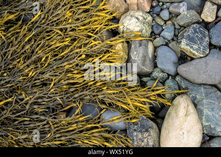 A seaweed of the upper shore in sheltered areas of rocky shores, mainly ...