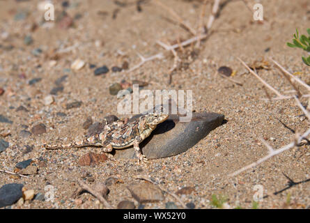 Toad-headed agamas Phrynocephalus in natural environment of mongolian ...