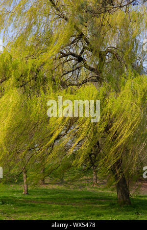 wind blowing a weeping willow tree near a barn Stock Photo - Alamy