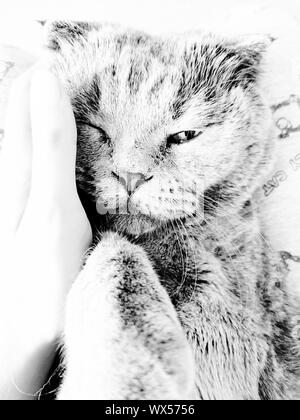 A sleepy blue russian, scottish fold cat Stock Photo - Alamy