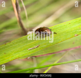 Beatle on a plant Stock Photo - Alamy