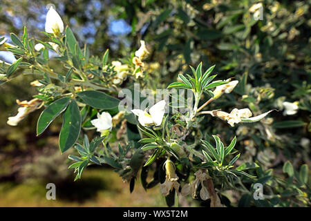 Chamaecytisus proliferus, tagasaste or tree lucerne, a common bush in ...