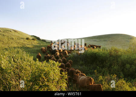 Cattle Round Up Stock Photo - Alamy