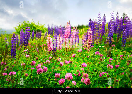 Purple and pink clover and garden lupin wildflowers in Newfoundland ...