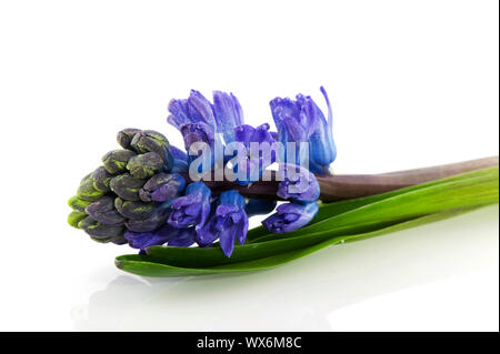 Single blue Hyacinth with buds isolated over white Stock Photo - Alamy