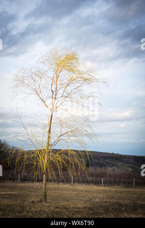 Young willow tree Stock Photo - Alamy