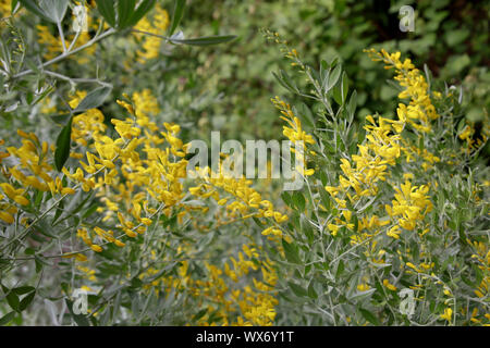 Shrub Broom, Sweet Broom or Yellow Broom, Genista racemosa, Fabaceae ...