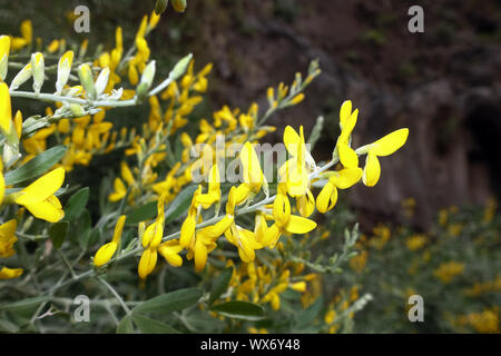 Shrub Broom, Sweet Broom or Yellow Broom, Genista racemosa, Fabaceae ...