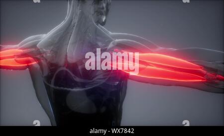 triceps - Visible muscle anatomy map Stock Photo - Alamy
