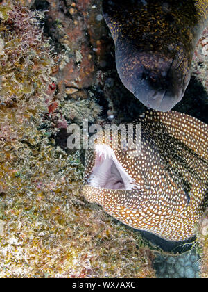 Abbott's Moray with Yellow-edged moray Stock Photo - Alamy